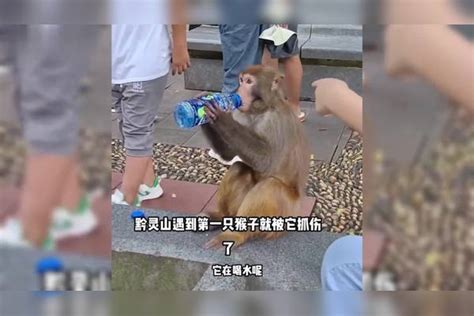 小女孩围观猴子喝水突然被猴子袭击