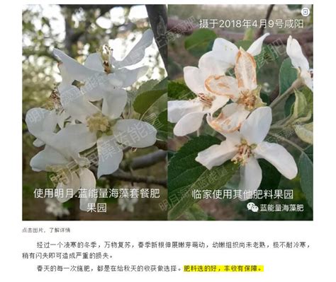蓝能量海藻肥海藻有机肥海藻复合肥 青岛藻源植物营养有限公司