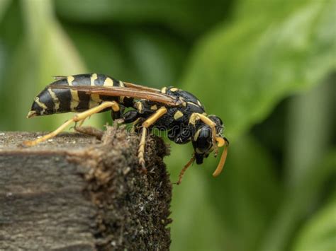 P8270010 European Paper Wasp Polistes Dominula Grooming Delta