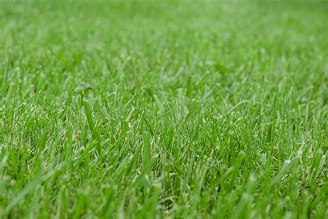 Grasses Environmental Factor