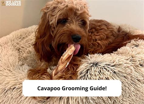 Cavapoo Grooming Guide Step By Step With Pictures 2024 We Love