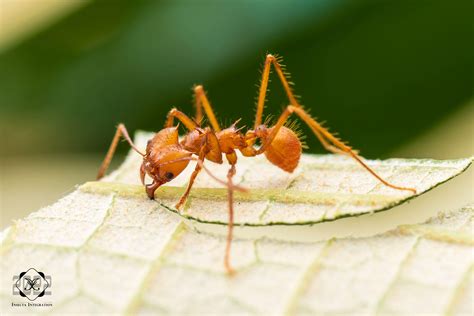 Atta Cephalotes Iisdw