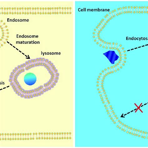 Schematics Of Intracellular Trafficking Of Nanoparticles With