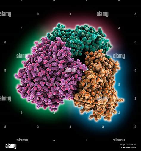 Bacterial Beta Galactosidase Molecular Model The Image Shows The