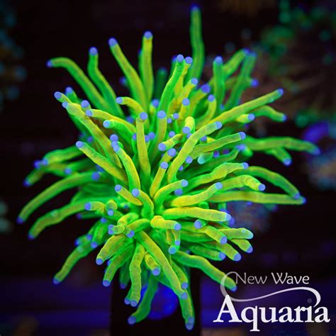100 Holy Grail Torch New Wave Aquaria