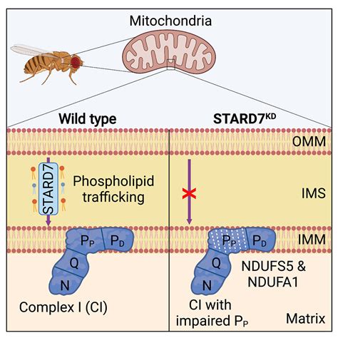 Phospholipids Can Regulate Complex I Assembly Independent Of Their Role In Maintaining