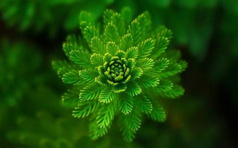 Découvrez La Signification Spirituelle De La Couleur Verte