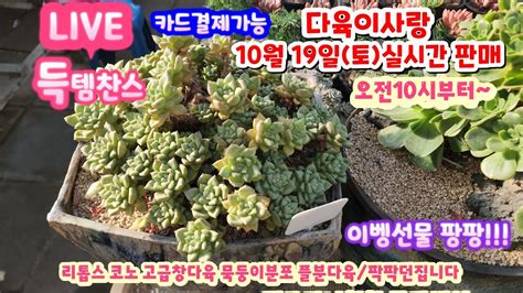 Live 다육이사랑 010 6301 7814묵둥이분포함 플분다육 금다육 고급창다육 리톱스 코노파격가세일 Youtube