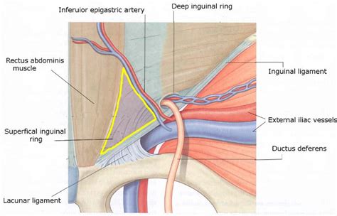 Hesselbach Triangle In 2024 Medical Ultrasound Human Anatomy Chart