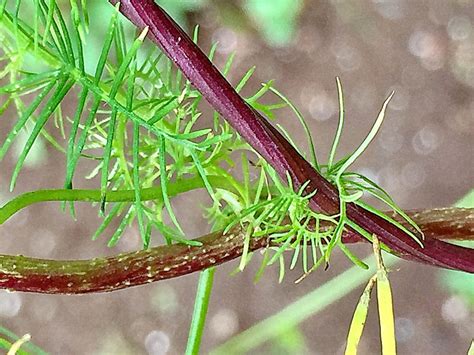 ヒルガオ科ルコウソウ縷紅草 奥行き1mの果樹園