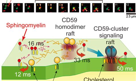 Sphingomyelin In Membrane
