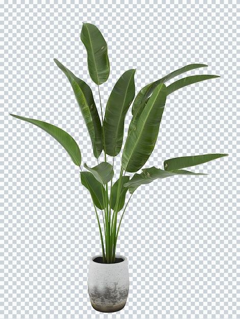 Plantas De Heliconia Na Maquete De Pote Branco Psd Premium