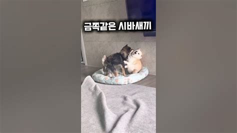 금쪽같은 시바견 새끼 Youtube