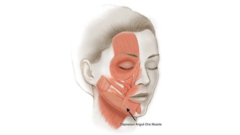 Depressor Anguli Oris Muscle Functions Disorders And Treatments