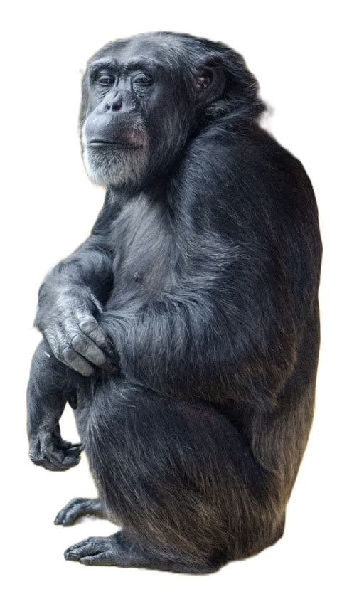 Gorilla Png Images Pngfre