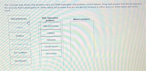 [solved] The Concept Map Shows That Proteins Carry Out Dna Replication And Course Hero