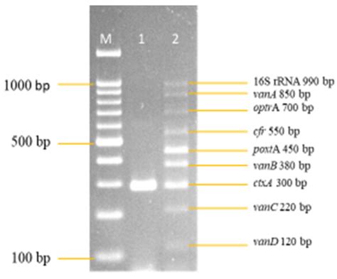 A Nanoplex Pcr Assay For The Simultaneous Detection Of Vancomycin And Linezolid Resistant Genes