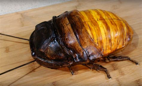 Is This The Biggest Cockroach In The World Pest Professionals