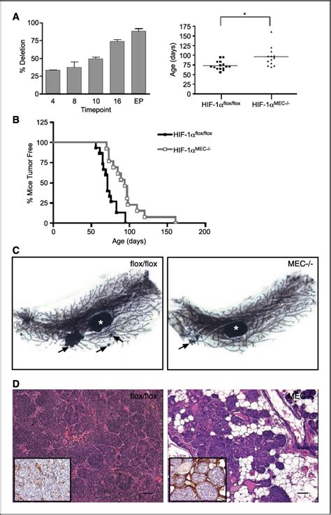 Figure 1 From The Role Of Hypoxia Inducible Factor 1alpha In Mammary
