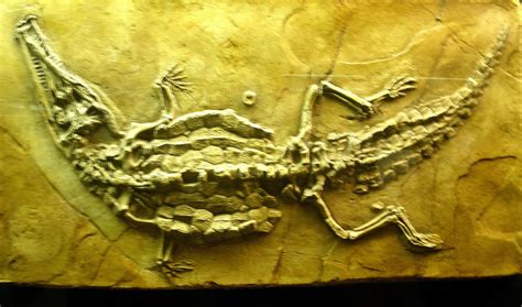 crocodilaemus fossil wiki fandom powered by wikia