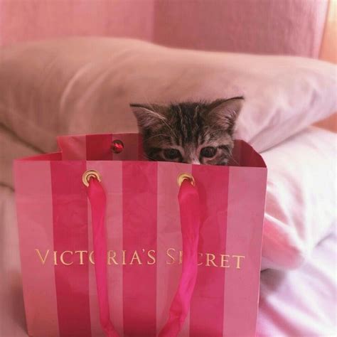 Обои с котиком🐈🐈🐈🐈🐈🐈🐈🐈🐈🐈🐈🐈🐈🐈🐈🐈🐈🐈🐈🐈🐈🐈🐈🐈🐈🐈🐈🐈🐈🐈🐈🐈🐈🐈🐈🐈🐈🐈🐈🐈🐈🐈🐈 Pink Pink