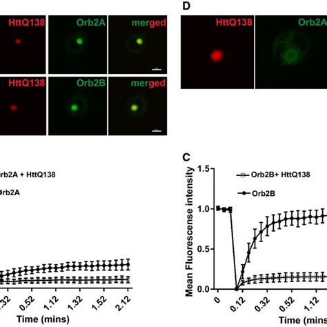 A Puromycin Incorporation Assay Was Performed Using Anti Puromycin