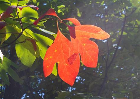 Sassafras A Common Tree In North America