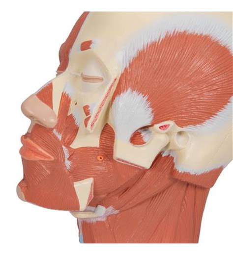 Modelul Musculaturii Capului
