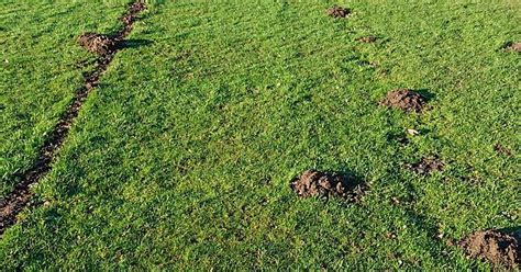 Mole Hills Have Been Dug In A Straight Line Parallel To A Rugby Field