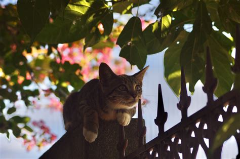 あれは！｜あいあい大福