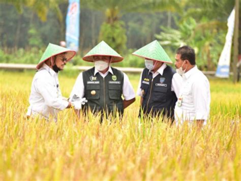 Dongkrak Produksi Beras Kementan Optimalkan Potensi Lahan Rawa Tagar