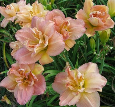 Earthly Treasures Daylily Garden Knocks Your Socks Off