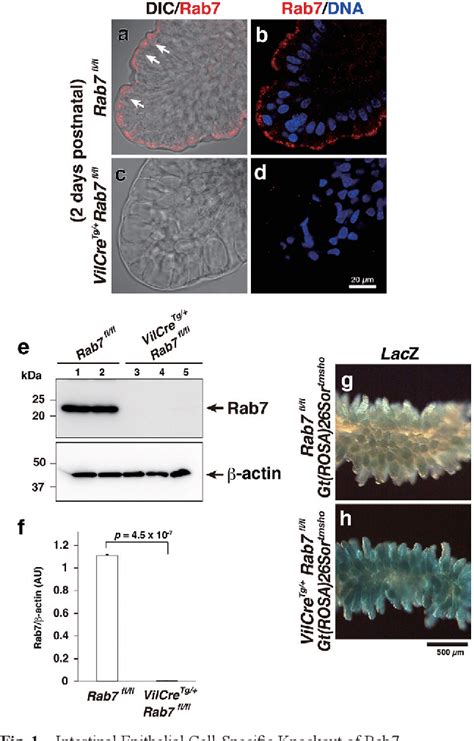Figure 1 From Rab7 Dependent Endocytic Pathways Play An Important Role