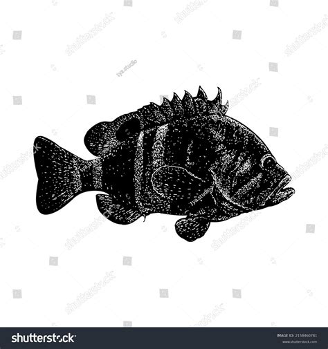 Neptune Grouper Hand Drawing Vector Illustration Stock Vector Royalty