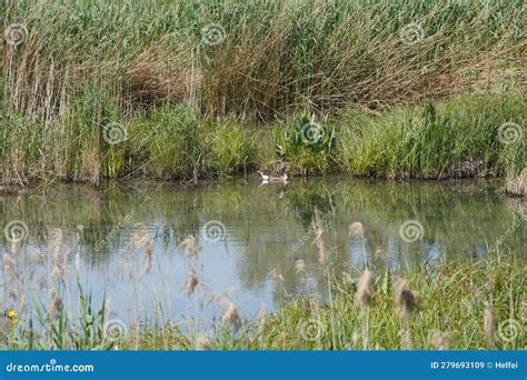 The Surface Of An Old Swamp Covered With Duckweed And Algae Dead Trees And Swampy Grassy