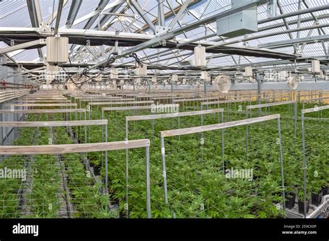 Fully Automated Greenhouse Specializing In Cannabis Cultivation With