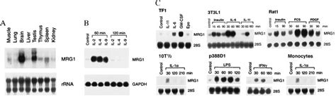 Mrg1 Is Inducible By Various Biological Stimuli In Different Cell