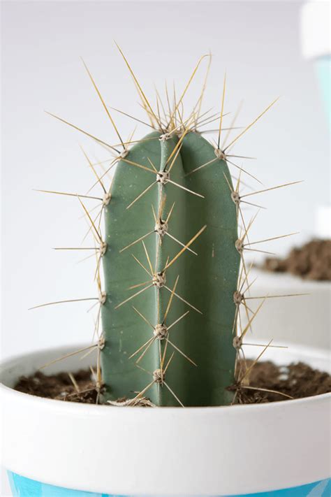 How To Care For Cactus House Plants Indoor Cacti Care