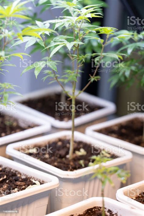 온실 실내 및 대마초 잡초 대마 식물 재배 최고급 마리화나 농장 실험실 및 간자 산업 녹색 잎의 아름다운 매크로 및 마이크로 샷