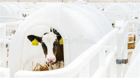 Calf Houseing Closeup Use Of Plastic Shelters For Biosecurity Of