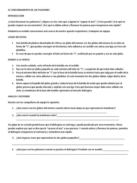 El Funcionamiento De Los Pulmones Pdf