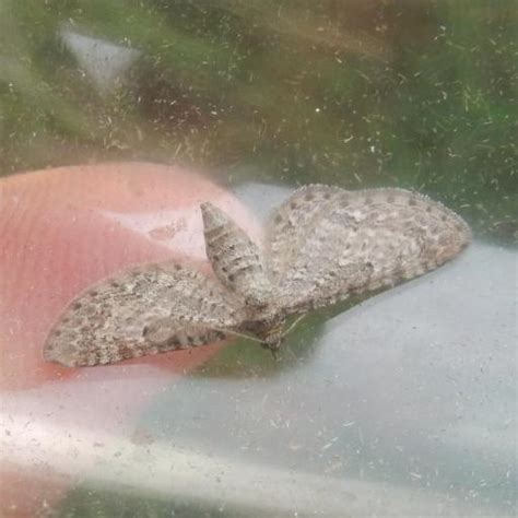 Satyr Pug Eupithecia Satyrata Insect Identification Guide Habitat And Facts