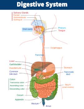 Human Digestive System Diagram Worksheet