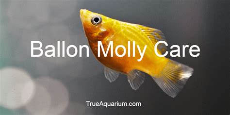 Ballon Molly Care Feeding Breeding Tank Requirements True Aquarium