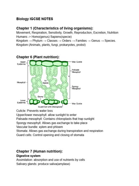 Biology Igcse Notes Pdf Digestion Lung