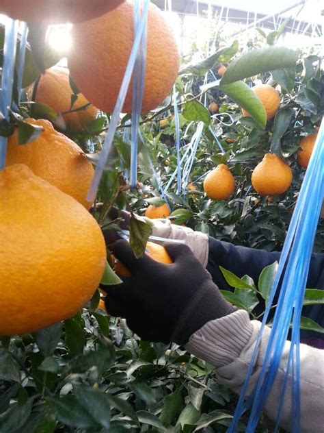 제주생활쇼핑 맛과 향이 일품인 한라봉 수확이 한창입니다 한알 한알 조심스럽게 따고 있습니다