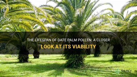 The Lifespan Of Date Palm Pollen A Closer Look At Its Viability Shuncy