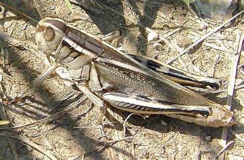 Two Striped Grasshopper Fontenelle Forest Nature Search Fontenelle Forest Nature Search