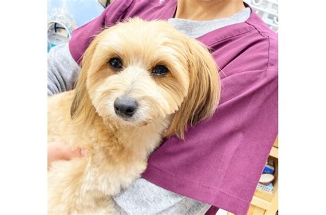メディセルに来てくれたサンくん🌟 スタッフの様子や出来事など院内の情報をお届けします 優しさが第一の神戸のドッグブレスユー動物病院