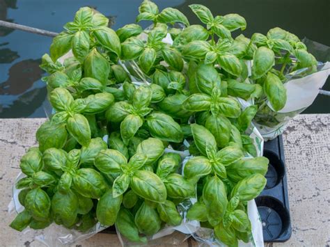 Planting Store Bought Basil Can You Repot Grocery Store Basil Plants